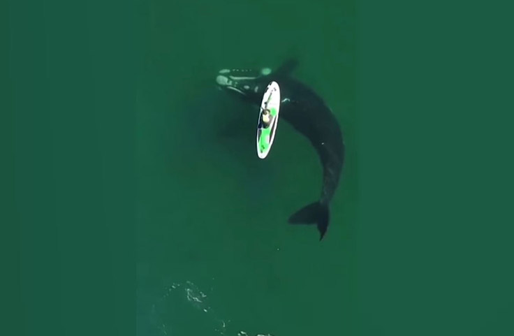 VIDEO: Moment incroyable avec une baleine – Bel Humain
